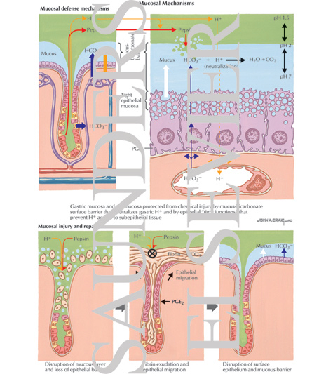 Mucosal Mechanisms