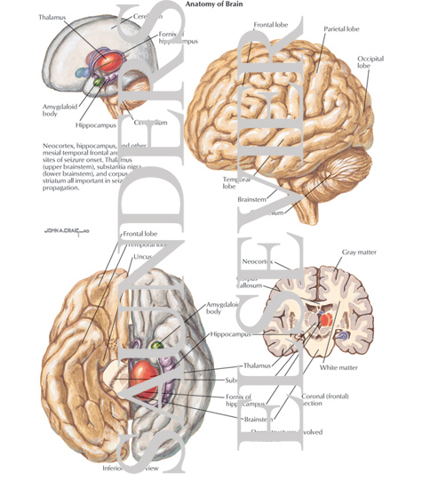 Anatomía Cerebral De Netter Netter's Neurology, 2e: 9781437702736: