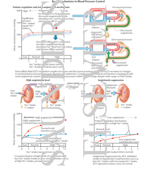 Renal Mechanisms in Blood Pressure Control