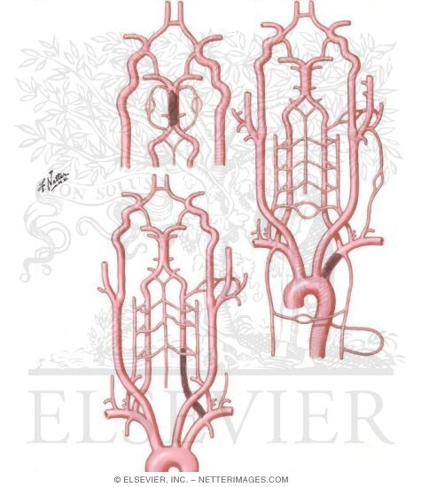 Collateral Circulation: Vertebral