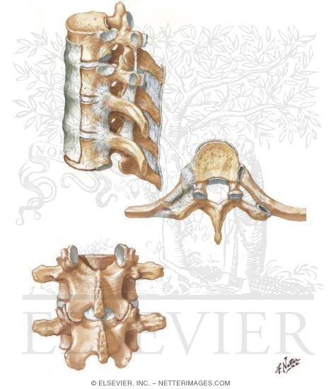 Anatomy of Vertebrae