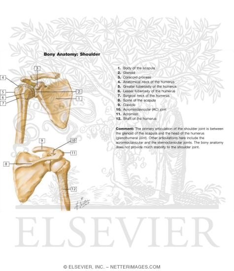 Osteology of the Shoulder