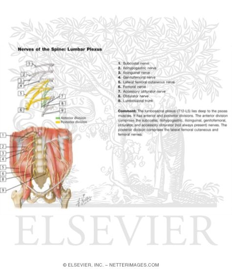 Lumbar Plexus Nerves: Lumbar Plexus