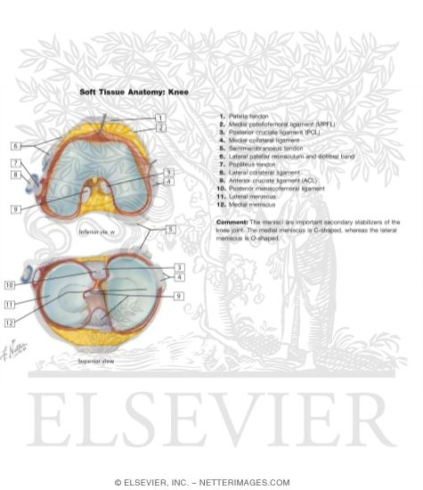 Interior of Right Knee Joint (Inferior, Superior, and Anterior) Knee ...