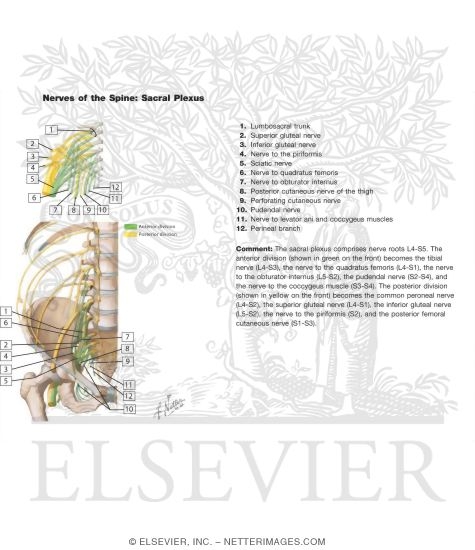Sacral Plexus
