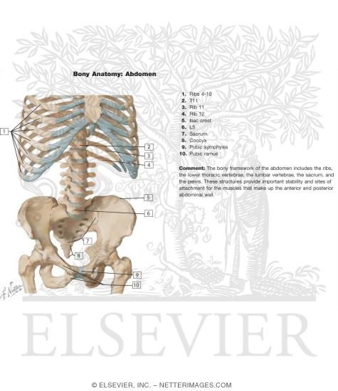 Bony Framework of Abdomen Bony Framework of Abdominopelvic Cavity ...