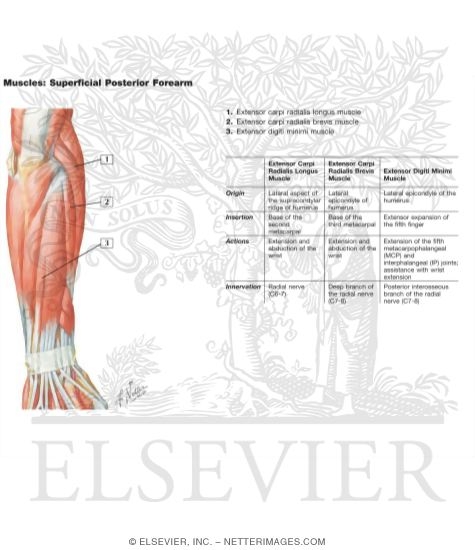 Muscles of Forearm (Superficial Layer): Posterior View