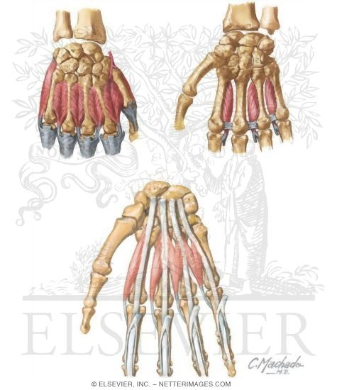 Muscles: Hand and FIngers