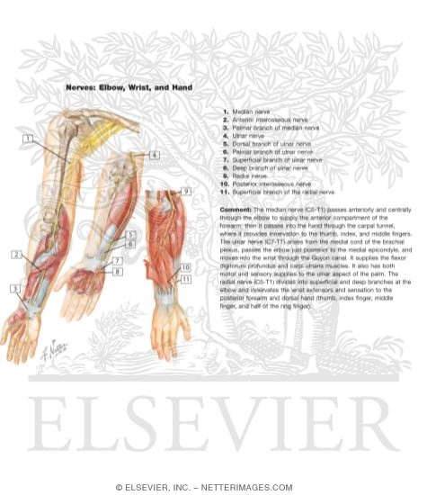 Nerves: Elbow, Wrist, and Hand