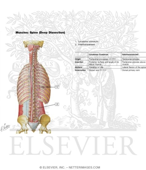 Muscles of Back: Deep Layers Transversospinal, Interspinal ...
