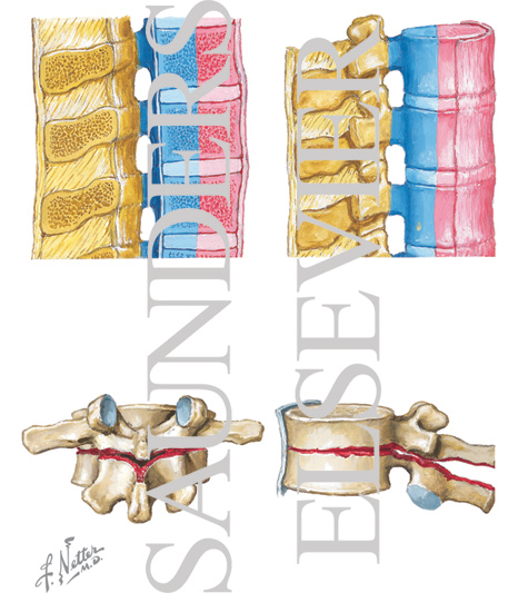Vertebral Column