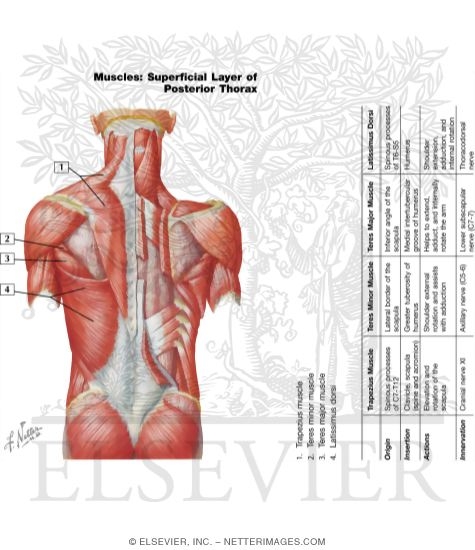 Muscles of Back: Superficial Layers Superficial Muscles: Posterior Neck and Back
