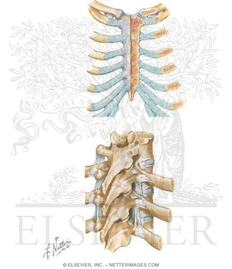 Costochondral and Costovertebral Joints