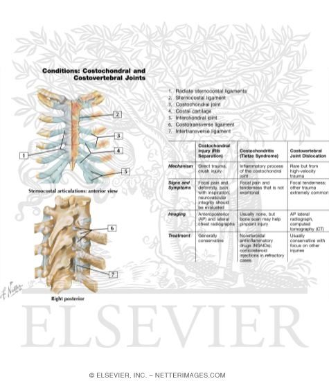 Costochondral and Costovertebral Joints