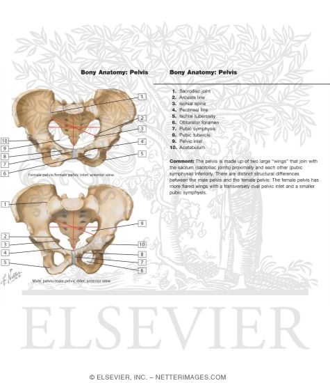 Sex Differences Of Pelvis Measurements