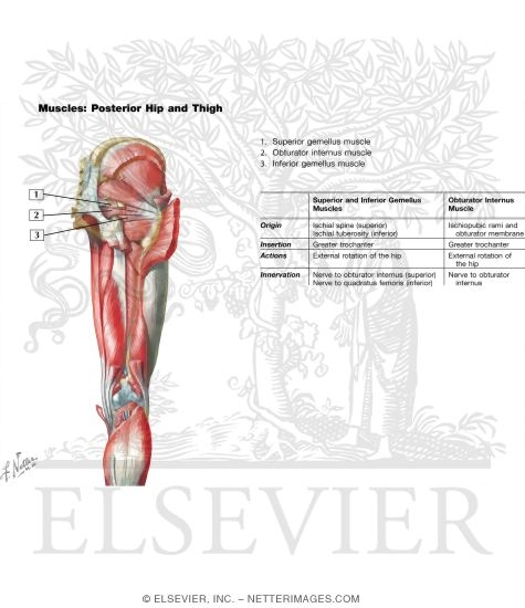 Muscles of Back of Hip and Thigh Muscles of Hip and Thigh: Posterior Views