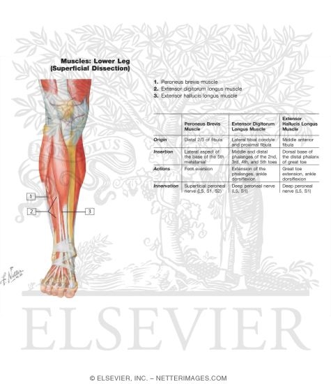 Muscles of Leg (Superificial Dissection): Anterior View