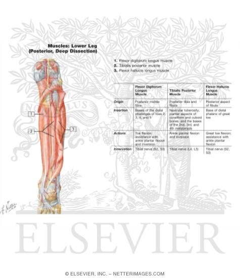 Muscles, Arteries, and Nerves of Leg: Deep Dissection (posterior view ...