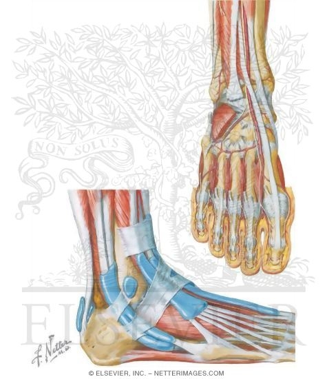 Tendons and Muscles of the Ankle and Foot