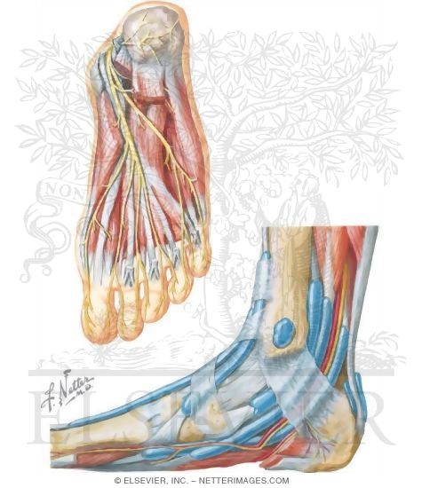 Nerves and Tarsal Tunnel