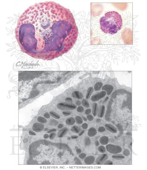 Eosinophils Histology