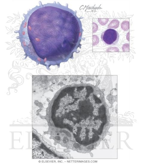 Lymphocyte