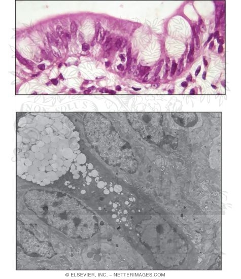 Goblet Cells