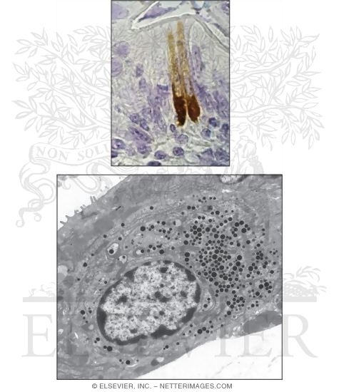 Enteroendocrine Cells