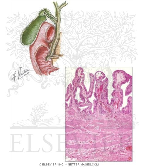Gallbladder