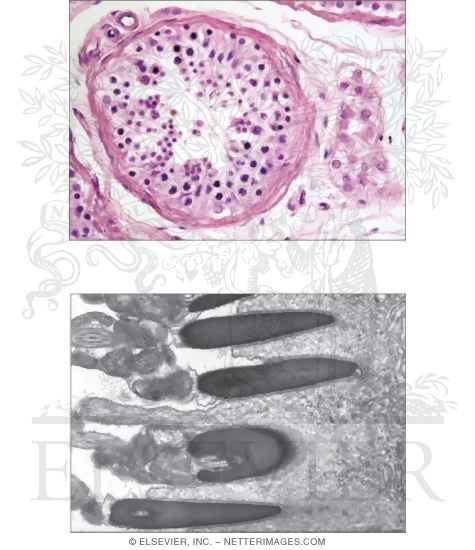 Testis and Seminiferous Tubule
