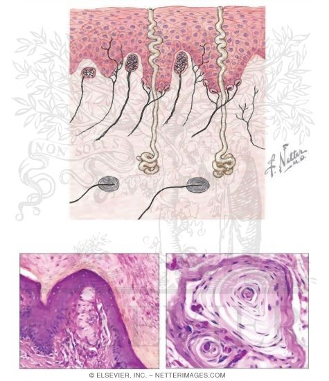 Cutaneous Receptors