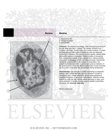 Electron Micrograph of a Lymphocyte