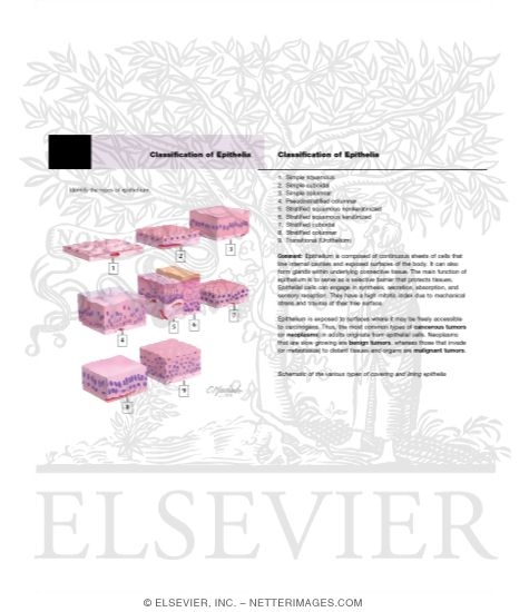 histology coloring book