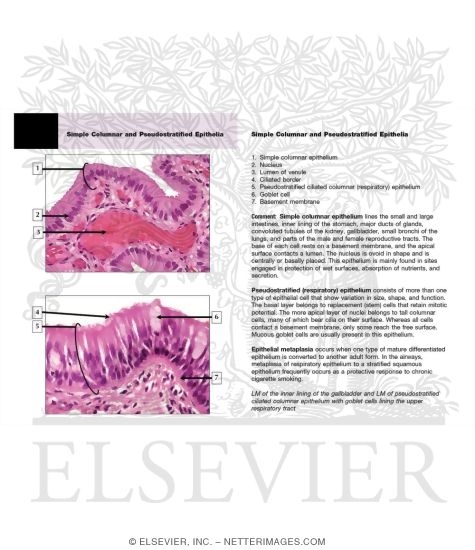 Simple Columnar and Pseudostratified Epithelia