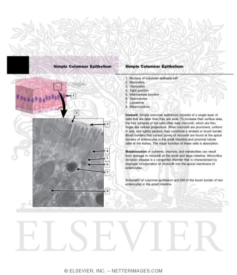 Simple Columnar Epithelium