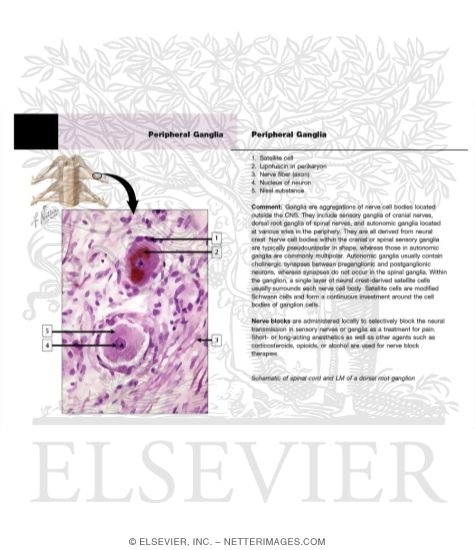 Peripheral Ganglia