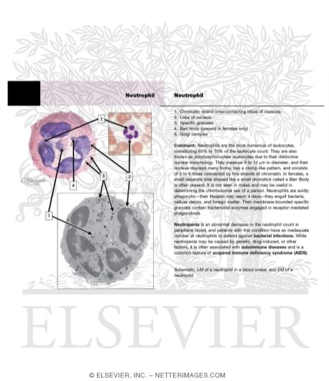 Neutrophil Diagram