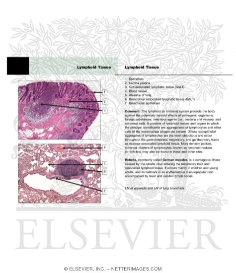 Lymphoid Tissue