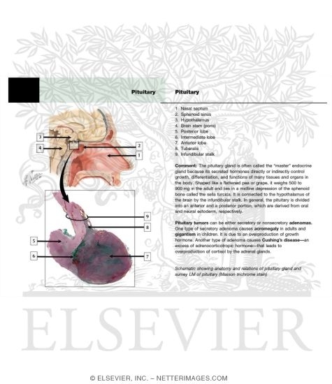 Pituitary