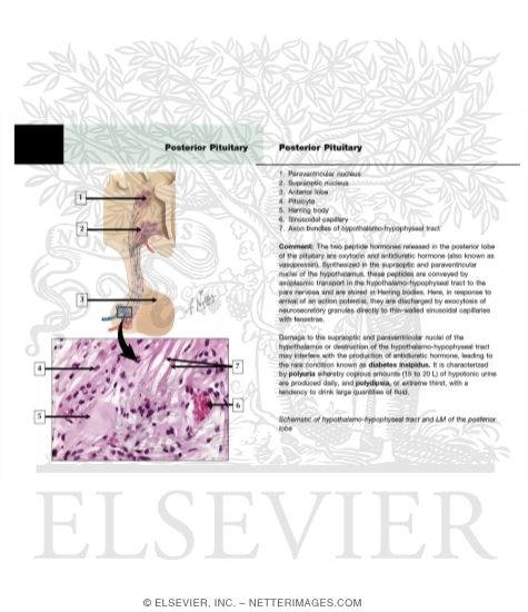 Posterior Pituitary