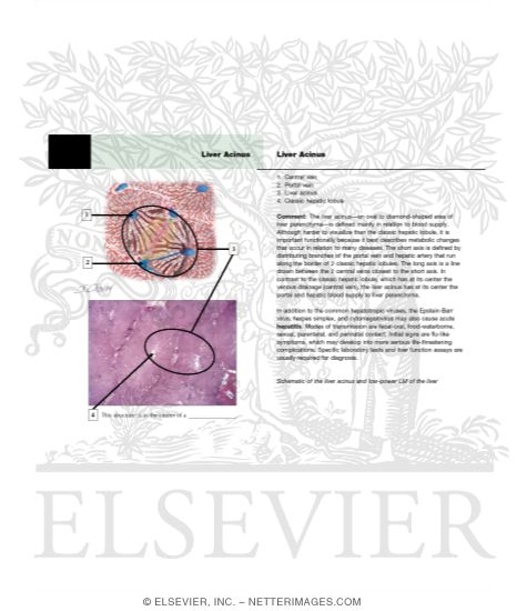 Liver Acinus