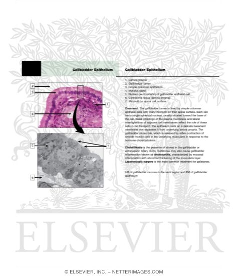 Gallbladder Epithelium