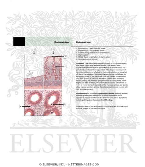Schematics of the Endometrium During Early (left) and Late (right ...