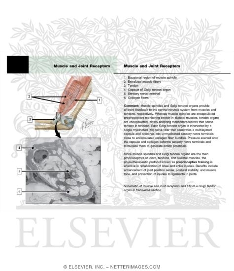 Muscle and Joint Receptors