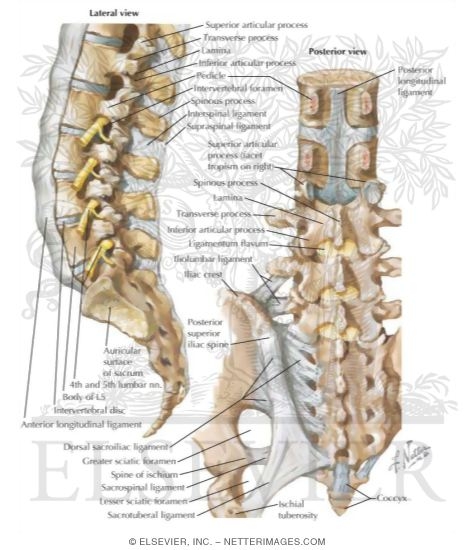Lumbar Sacral Ligament