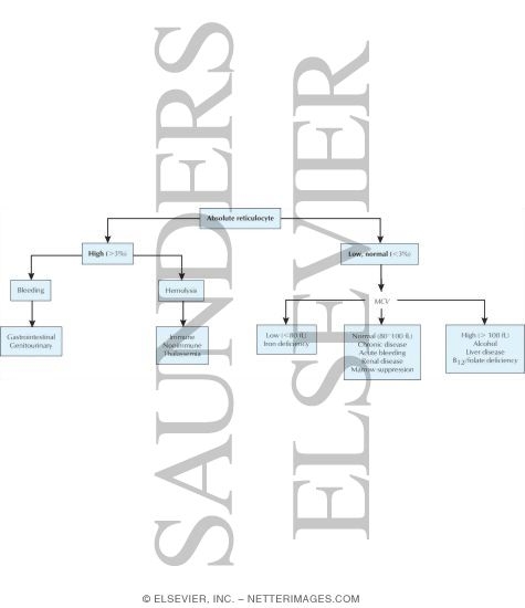 Categorizing Anemia Based On Reticulocyte Count