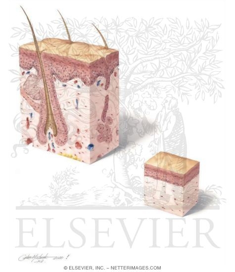 Skin Colon: a Cross Sectional View