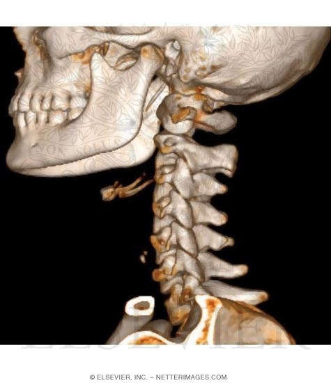 Upper Neck, Lower Head Osteology