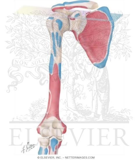 Anterior View of the Shoulder Girdle