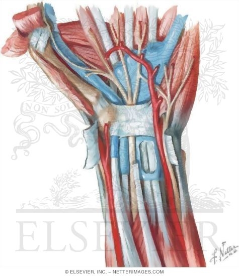 Flexor Muscles of the Wrist
